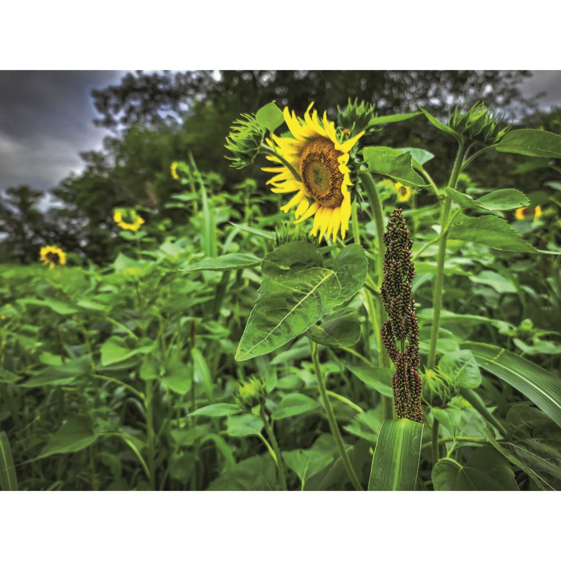 Domain Show Stopper Food Plot Seed 727091 Food Plot Seed At Domain Show Stopper Food Plot Seed 727091 Food Plot Seed At