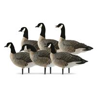 Avian-X AXP Lesser Canada Goose Active, 6 Pack | Sportsman's Guide