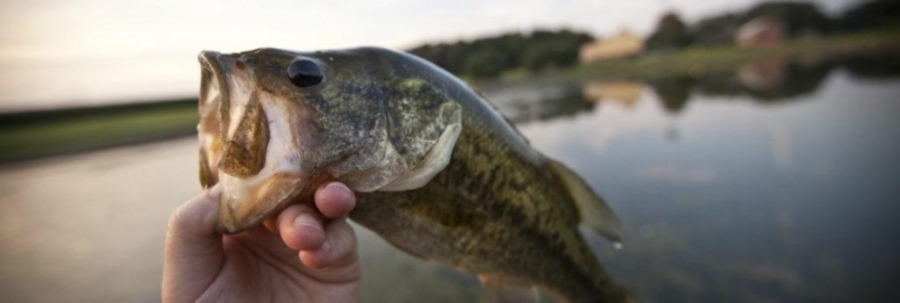 Wacky-Rigged Weightless Worms | Sportsman's Guide