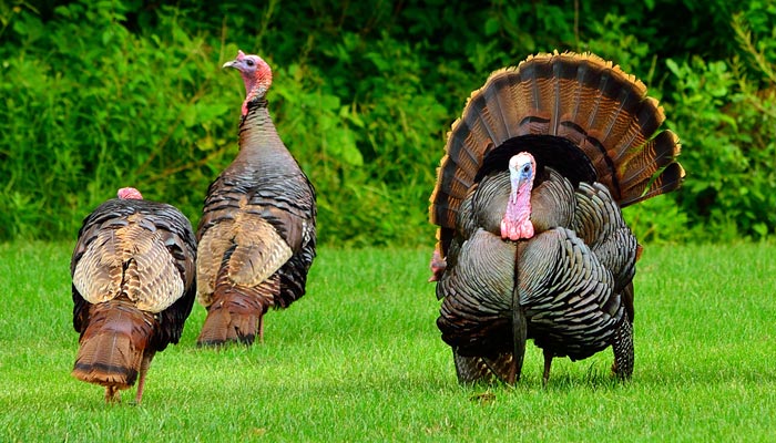 Chufas: The Turkey 'Mag-Nut': Part 2 | Sportsman's Guide