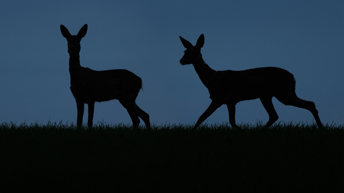 Deer Activity During A Full Moon | Sportsman's Guide