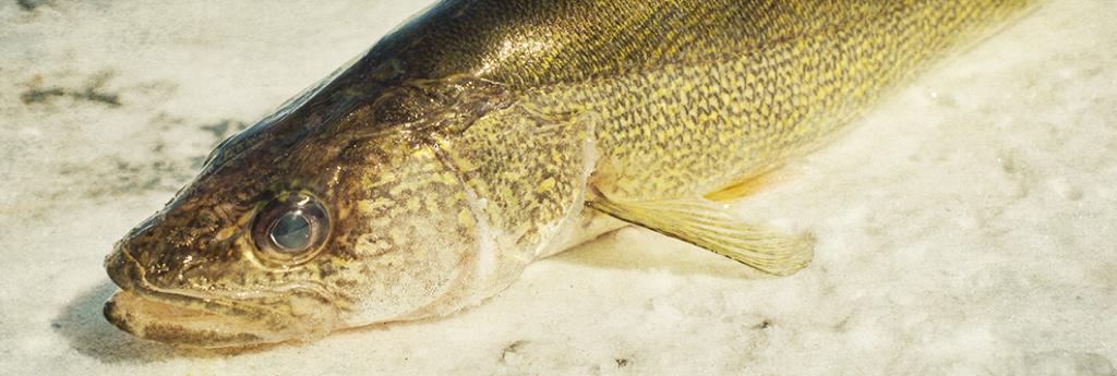 Ice Spoonin' First-Ice Walleyes | Sportsman's Guide