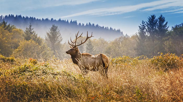 Elk Decoys: They Work! | Sportsman's Guide
