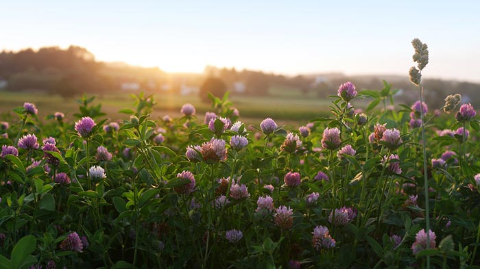 Food Plots: What to Plant And When | Sportsman's Guide