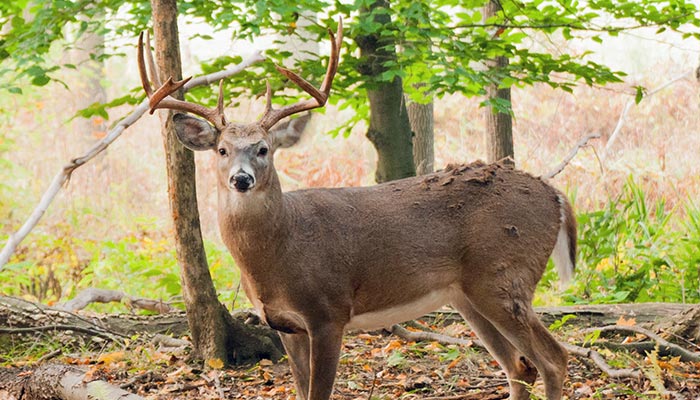 Early Season Big Bucks: Withstand the Heat and Bugs and You Could Bag a ...