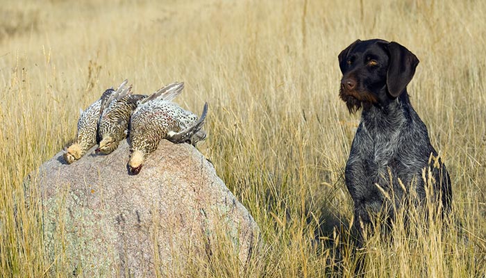 Ten Commandments of Grouse Hunting: Tips for Success | Sportsman's Guide