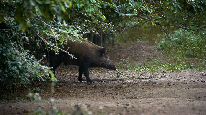 Hog Hunting: Put More Pork In The Pot | Sportsman's Guide