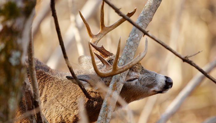 Figuring Out Rub Lines | Sportsman's Guide