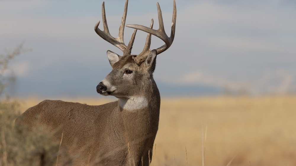 Fall Whitetail Deer Hunting: Using Weather Patterns to Your Advantage ...