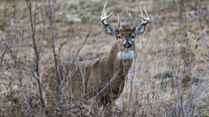 Tracking and Stalking Bucks: Skills Every Hunter Should Master ...
