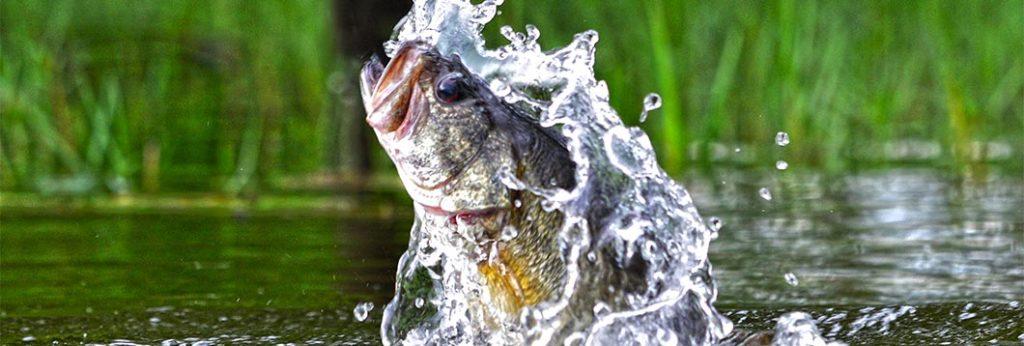 Must-Have Colors for Soft Plastics | Sportsman's Guide