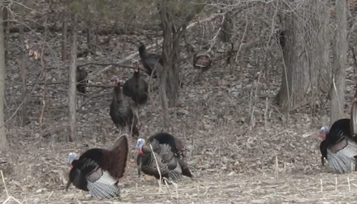 Talking Turkey: A Cluck And A Putt | Sportsman's Guide