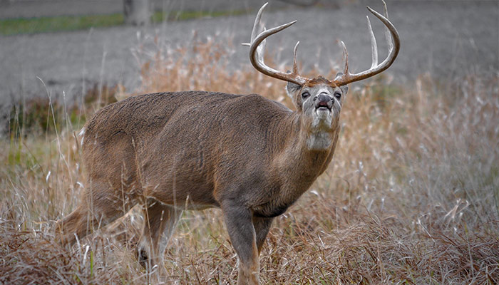 Thoughts on the Grunt Call | Sportsman's Guide