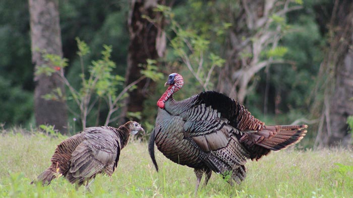 Caw-Caw-Caw: Crow Calls Work! | Sportsman's Guide