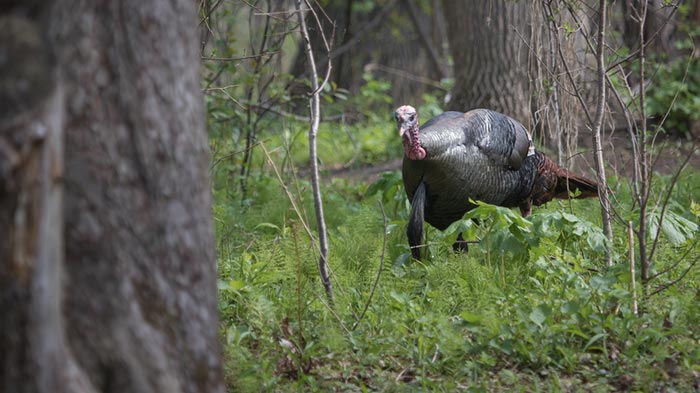 Turkey Hunting: Seven Setup Blunders | Sportsman's Guide