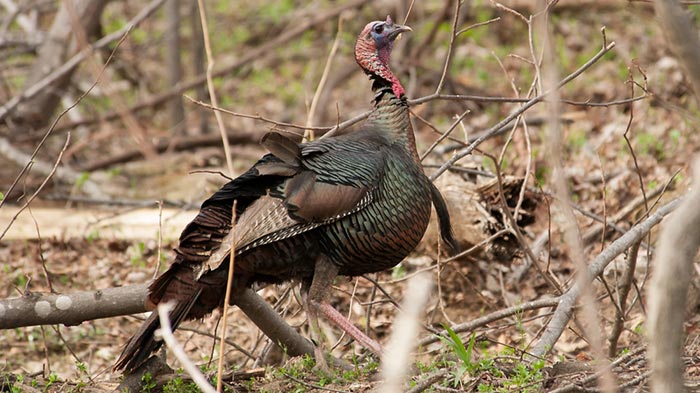 Play The Wind For Turkeys, Too | Sportsman's Guide